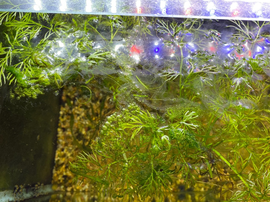Algae from low circulation? - Plants, Algae, and Fertilizers - Aquarium ...