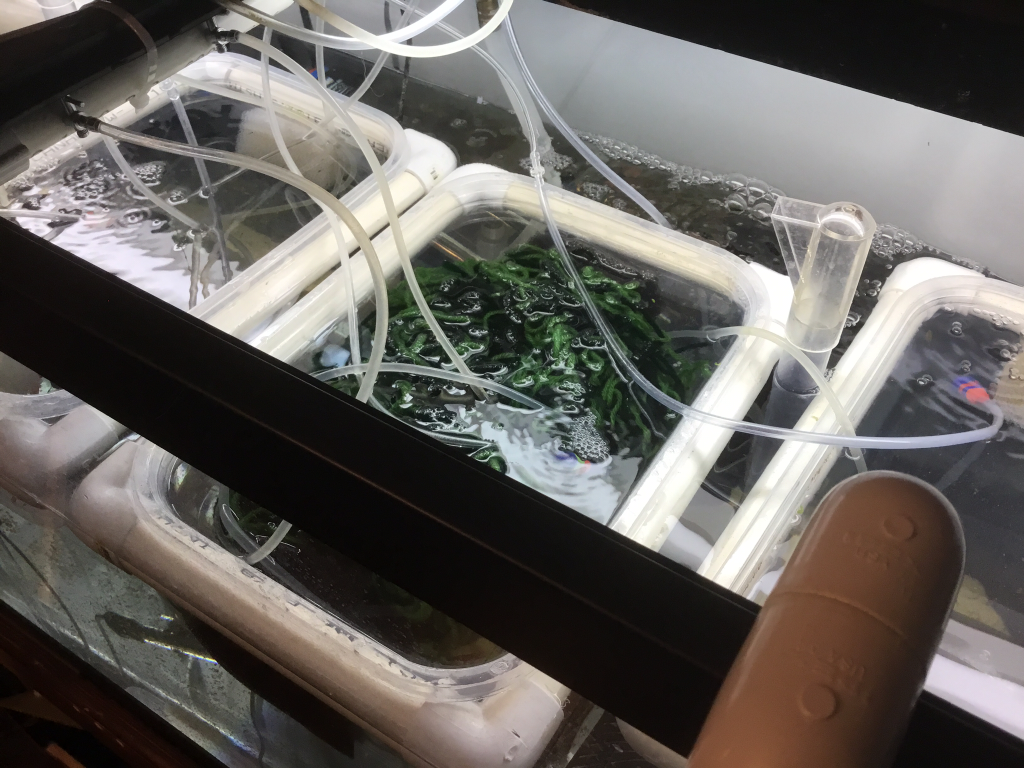 Master breeder Dean's egg and fry grow out system?? - Fish Breeding ...