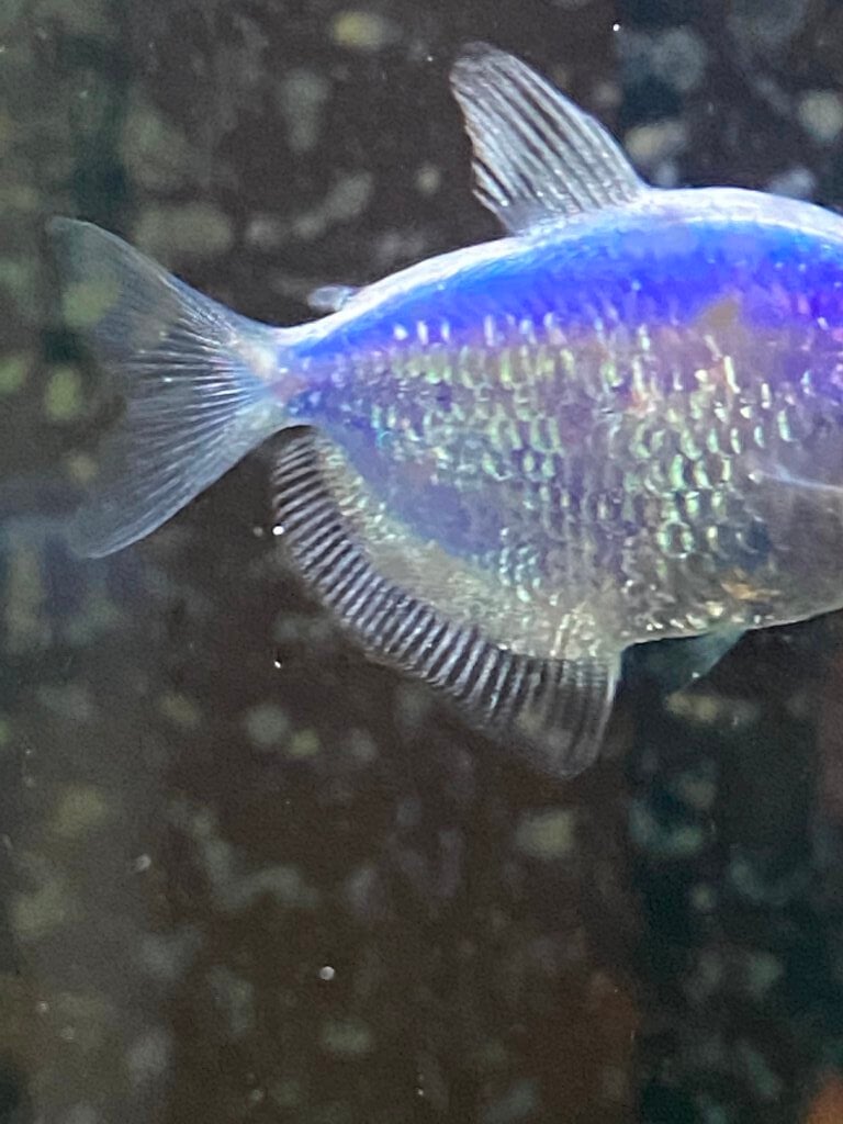 Fin Rot, Possible Ich, Clamped Fins, Who knows what else - Diseases ...