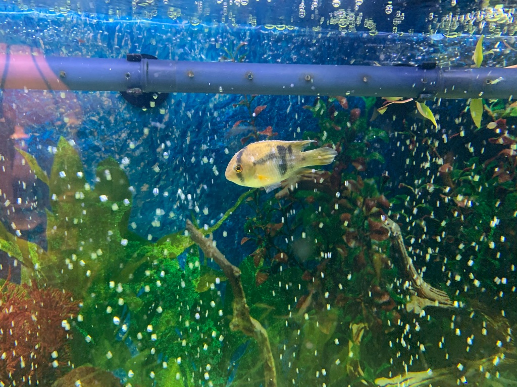 Sick fish - Diseases - Aquarium Co-Op Forum