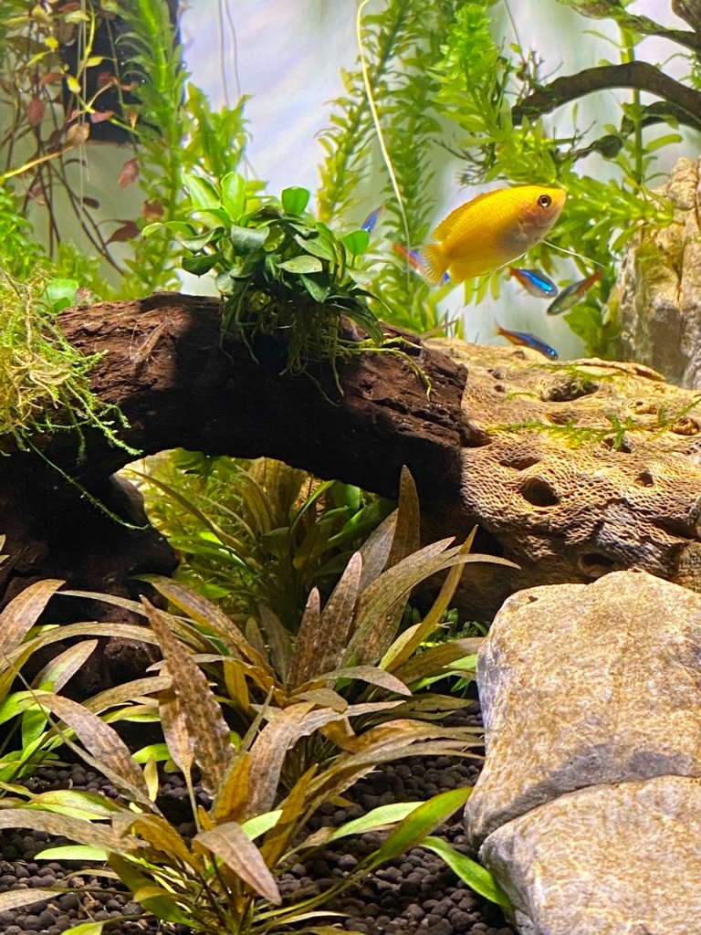 Noob Nerm here! - General Chat - Aquarium Co-Op Forum
