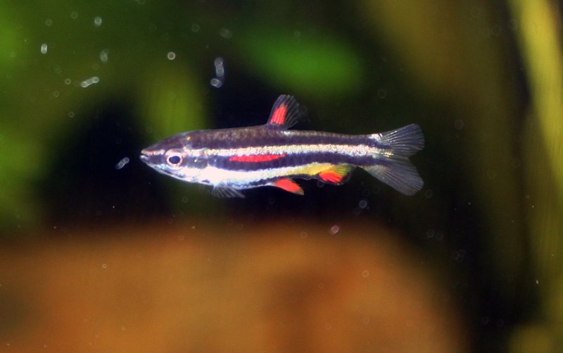 Top Level Fish Recommendations - General Chat - Aquarium Co-Op Forum