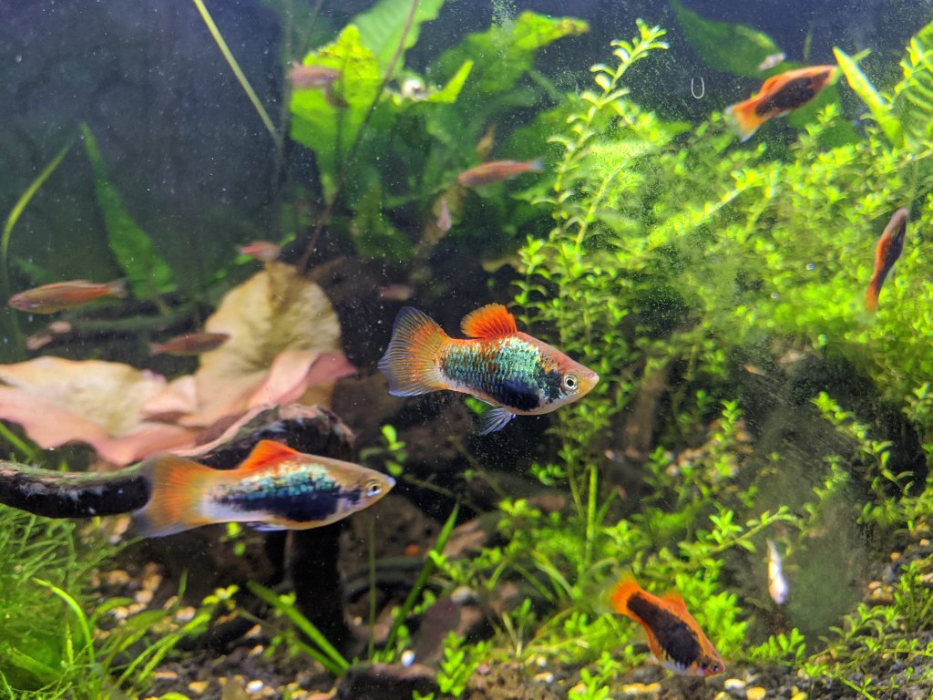 Mixed platies - Fish Breeding - Aquarium Co-Op Forum