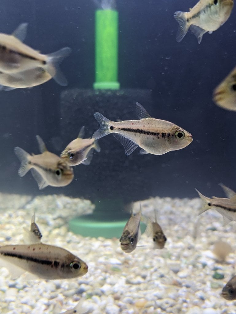 New fish for the week of 1/18-1/24 - Washington - Aquarium Co-Op Forum