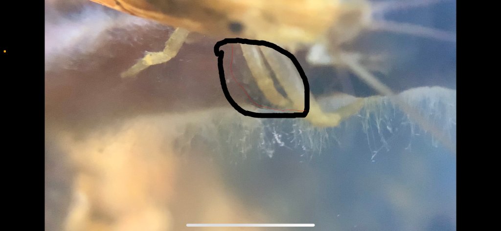 Whiteish fuzzy stuff on Bamboo shrimp legs and side - Diseases ...