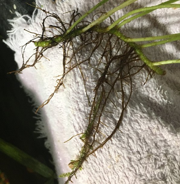 Help dying java fern - Plants, Algae, and Fertilizers - Aquarium Co-Op ...