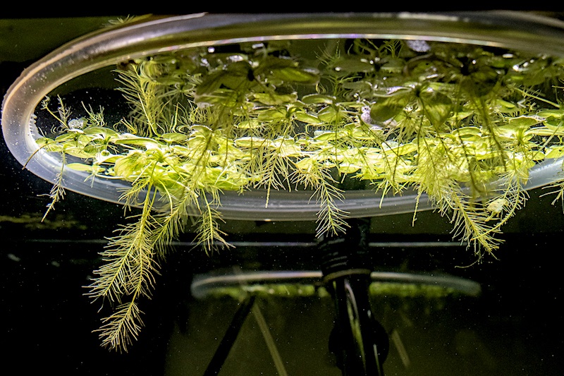 Prevent duckweed from clogging filter intake? - General Chat - Aquarium ...