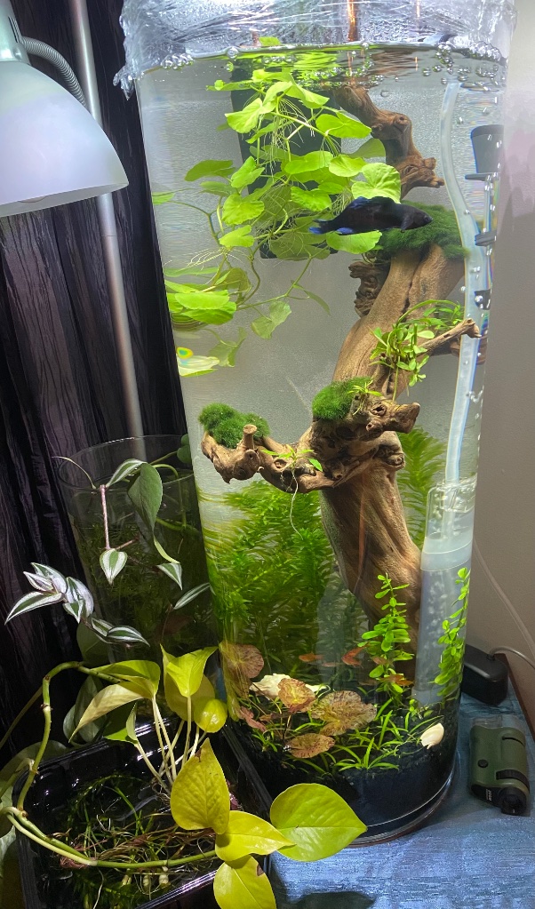 Amanda’s Tanks - Photos, Videos & Journals - Aquarium Co-Op Forum