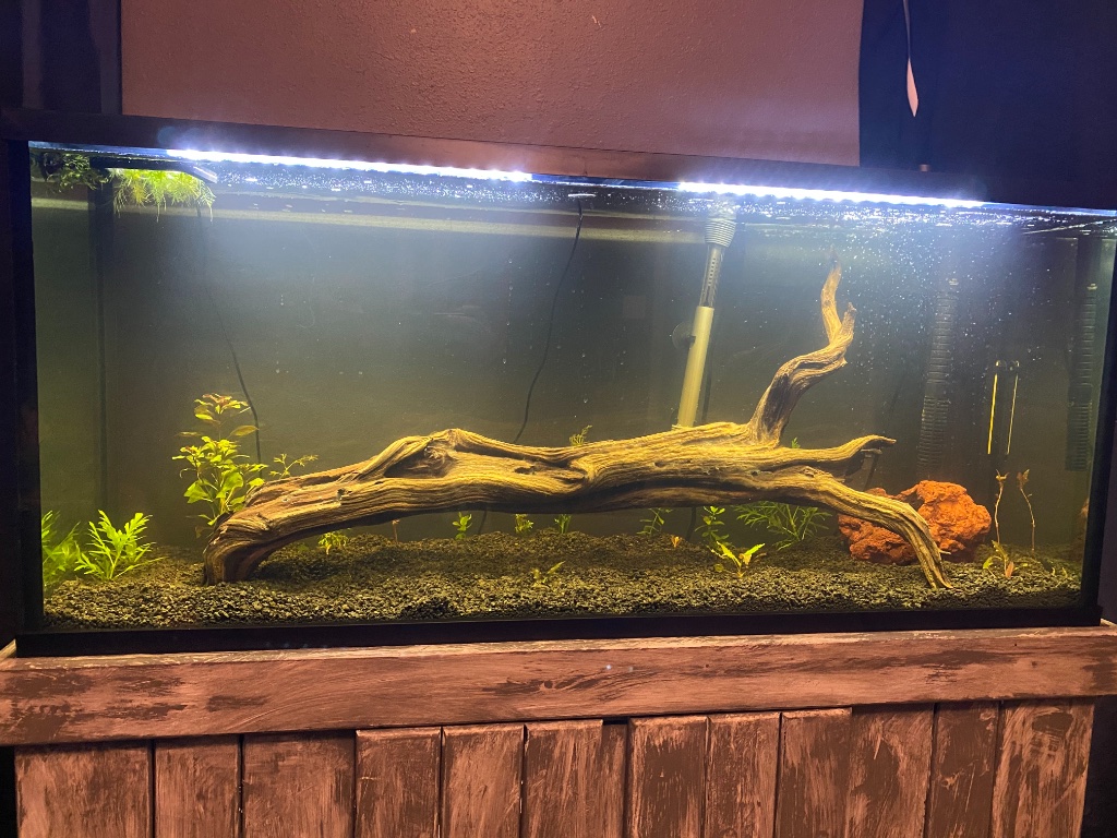 Bottom feeders for coarse substrate - General Chat - Aquarium Co-Op Forum