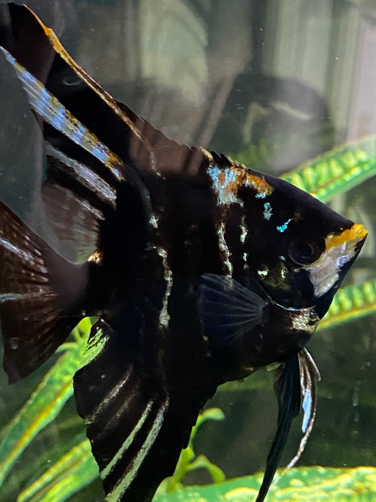 Let see YOUR favorite fish, that YOU own. - Page 6 - General Chat ...