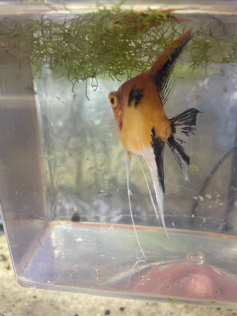 Angelfish bloat or eggs? - Diseases - Aquarium Co-Op Forum