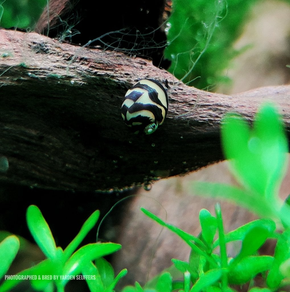 The Freshwater Breeding Nerite Snail - Photos, Videos & Journals ...