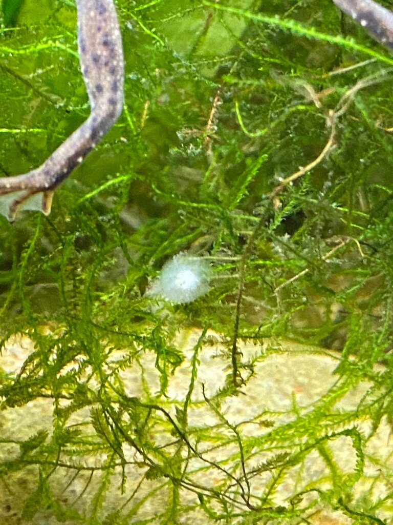 Corydora egg fungus? - General Chat - Aquarium Co-Op Forum