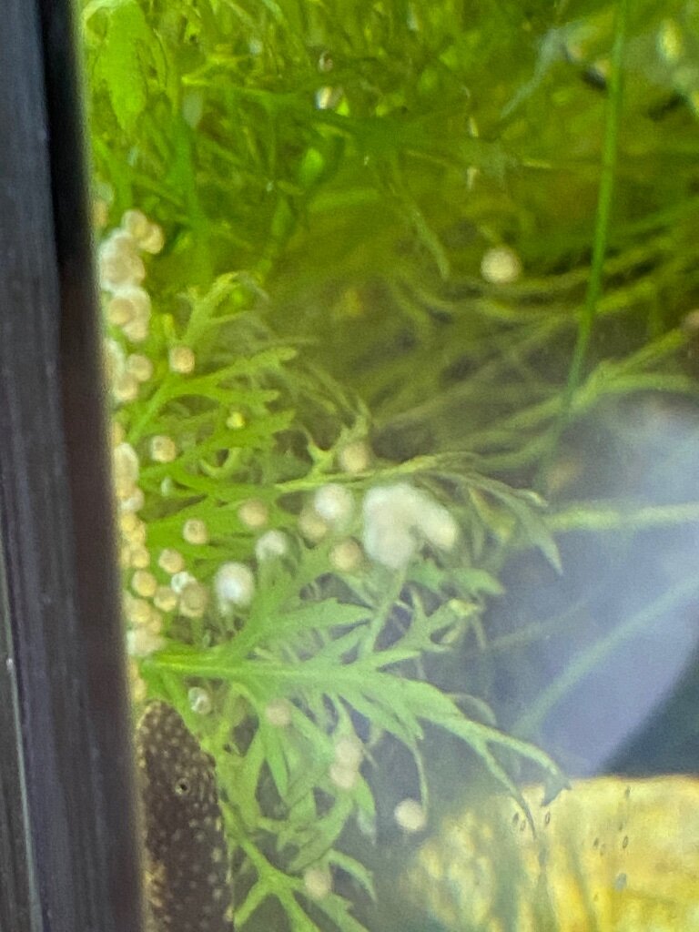 Corydora egg fungus? - General Chat - Aquarium Co-Op Forum
