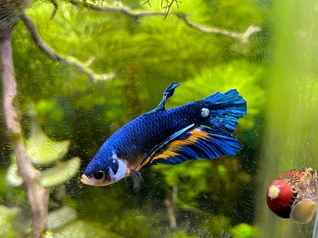 My Betta has a big ball on his tail, and is losing coloration, I'm ...