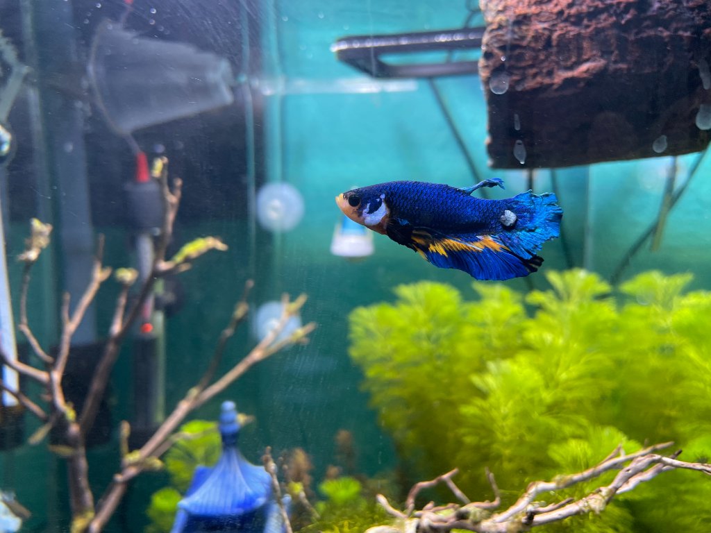 My Betta has a big ball on his tail, and is losing coloration, I'm ...