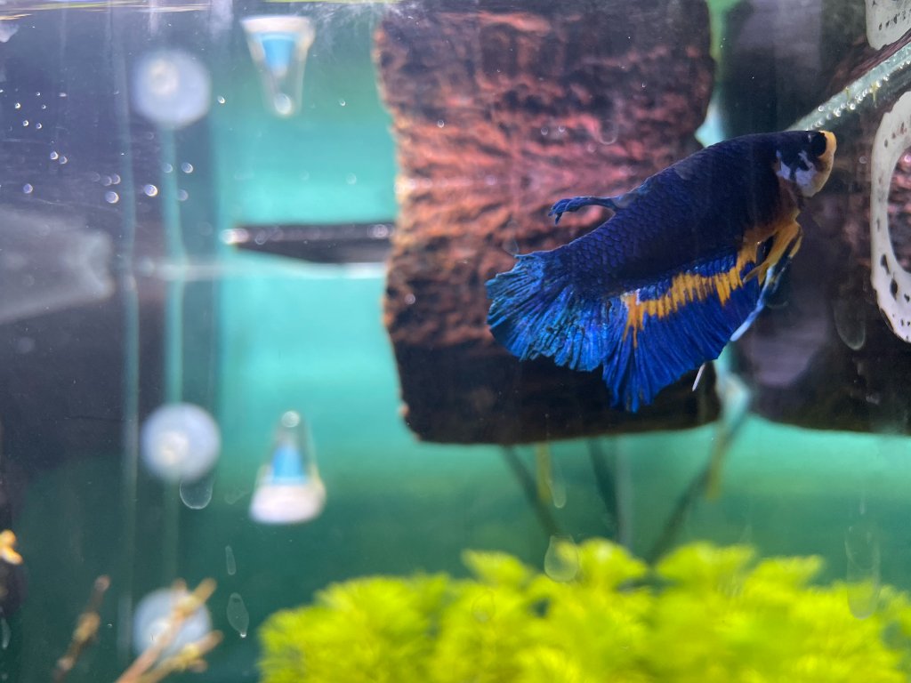 My Betta has a big ball on his tail, and is losing coloration, I'm ...