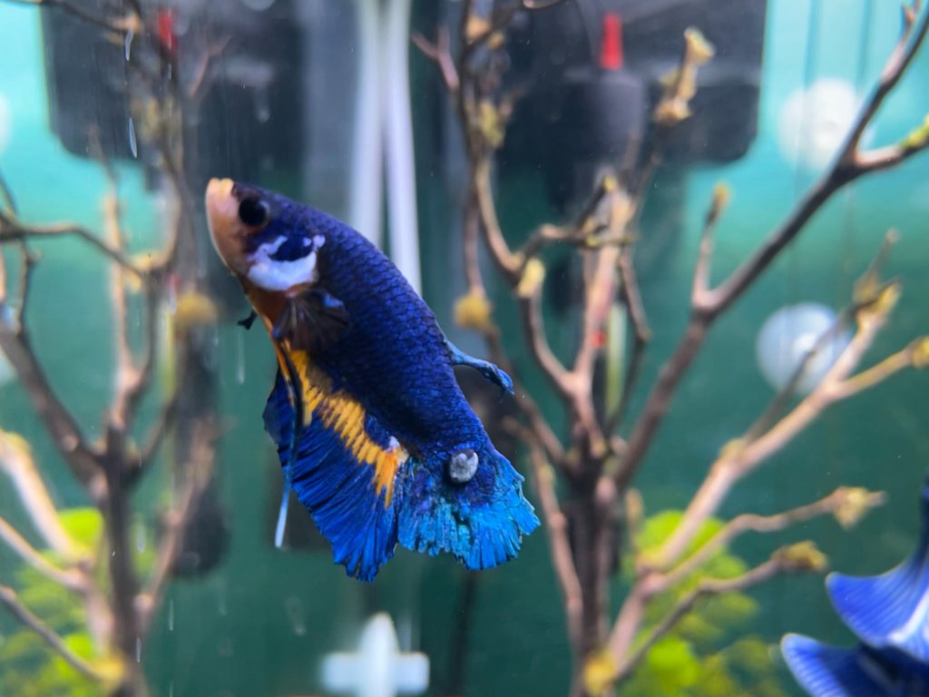 My Betta has a big ball on his tail, and is losing coloration, I'm ...