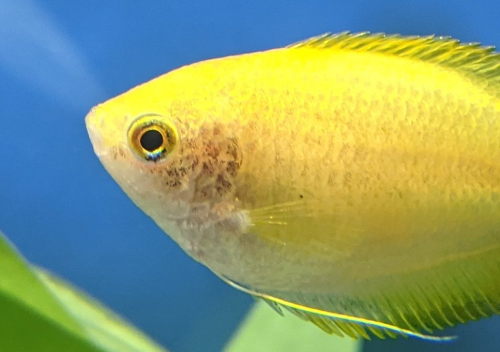 Discoloration - Diseases - Aquarium Co-Op Forum
