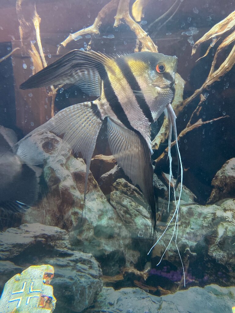 Broken fins - General Chat - Aquarium Co-Op Forum