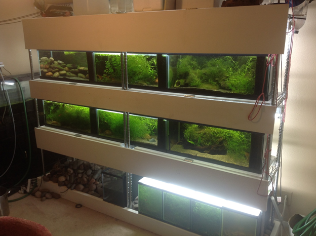 Building A Fish Room Reef Fish Tank Build And Install In Leeds | Ocean