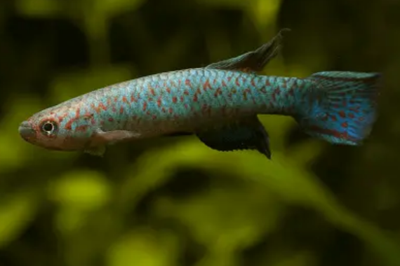 Is this a female golden wonder killi - General Chat - Aquarium Co-Op Forum