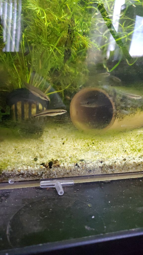 Fry care : C.regani fry with parents or move to ziss breeder box or ...
