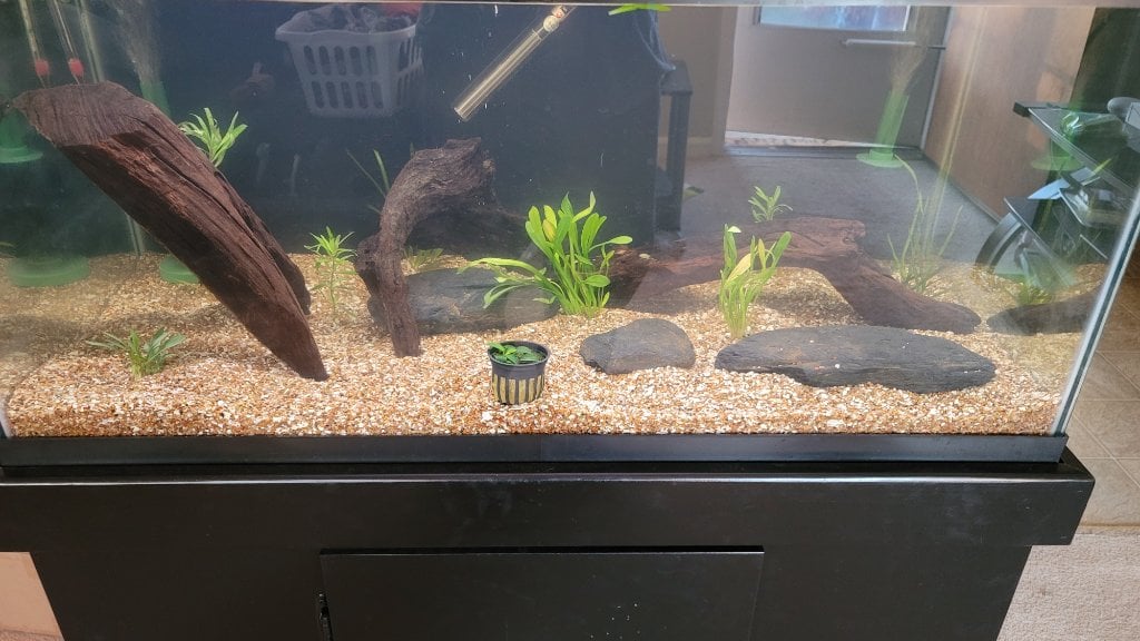 40 gallon community tank - General Chat - Aquarium Co-Op Forum