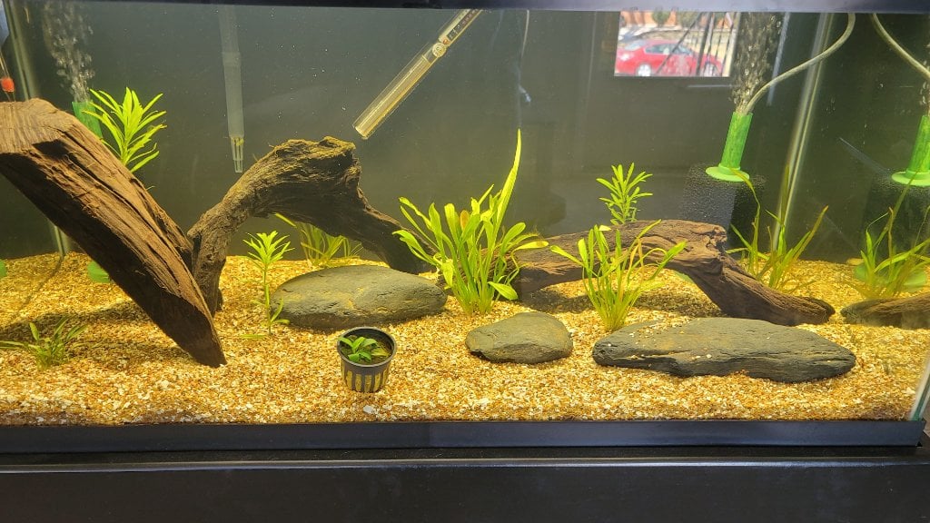 40 gallon community tank - General Chat - Aquarium Co-Op Forum