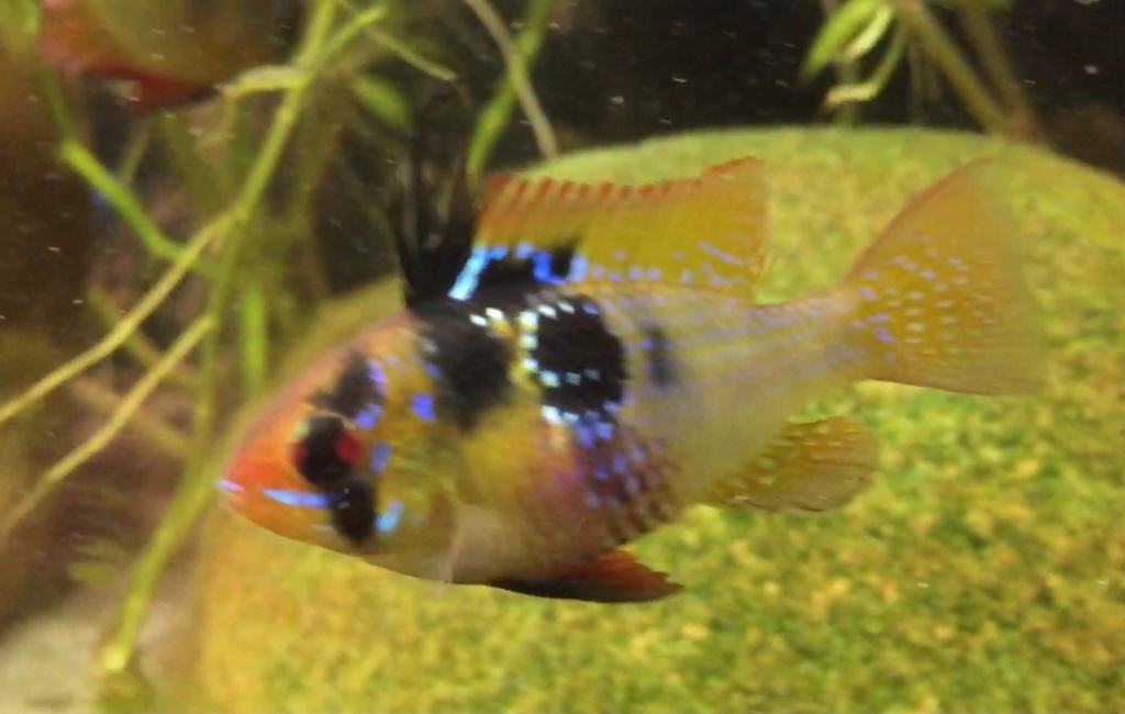 German blue rams - Fish Breeding - Aquarium Co-Op Forum