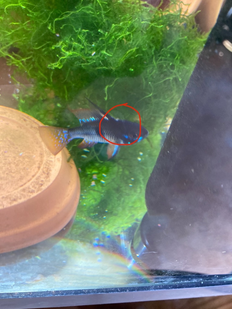 Is this fungus on my ram? - Diseases - Aquarium Co-Op Forum
