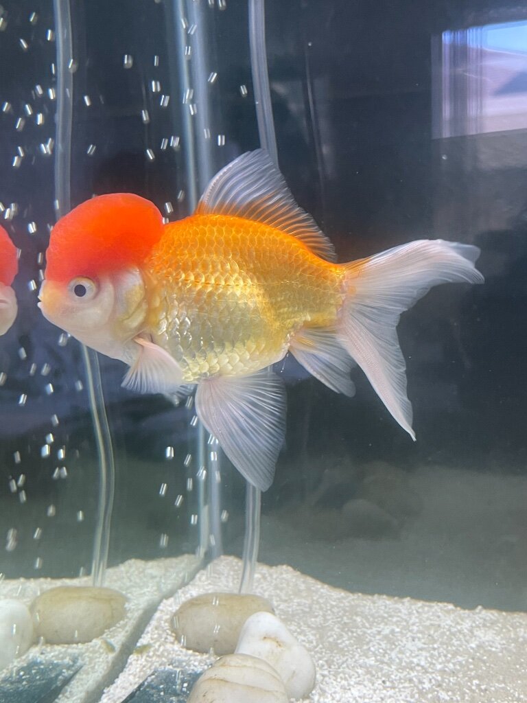 Do all oranda goldfish have split tails? - General Chat - Aquarium Co ...