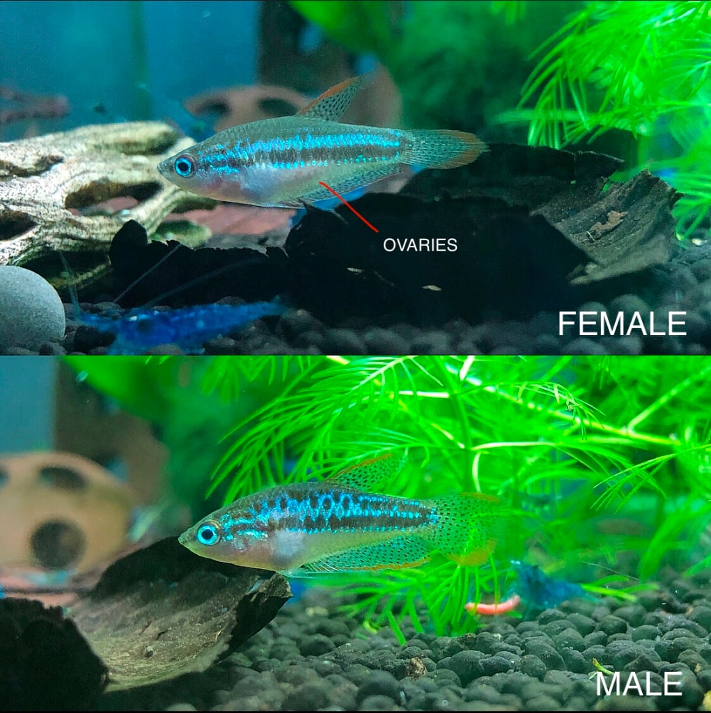 Female vs. Male Sparkling Gourami - Photos, Videos & Journals ...