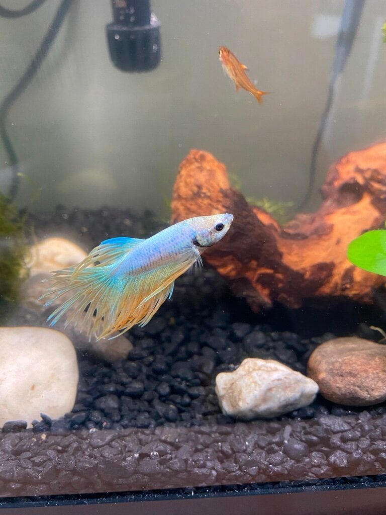 My new rainbow unicorn - Photos, Videos & Journals - Aquarium Co-Op Forum
