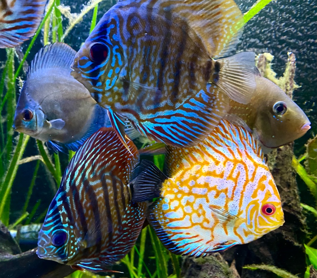 Album Cover... - General Chat - Aquarium Co-Op Forum