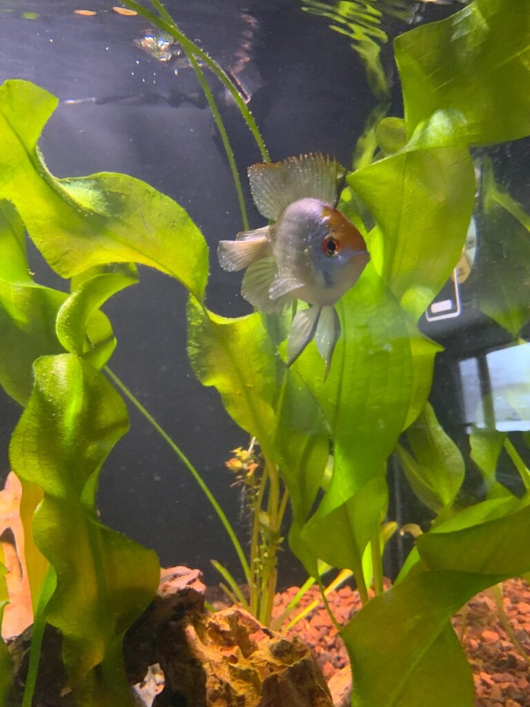 Ick in tank from nowhere - Diseases - Aquarium Co-Op Forum