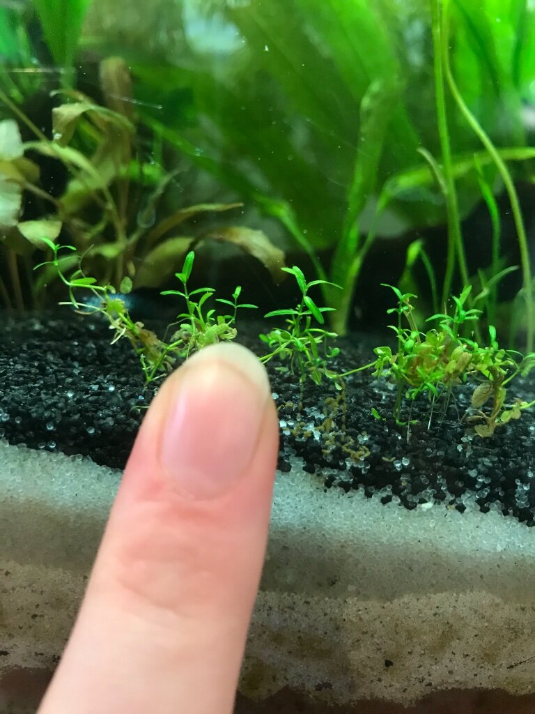 Are these CPD eggs?? - General Chat - Aquarium Co-Op Forum