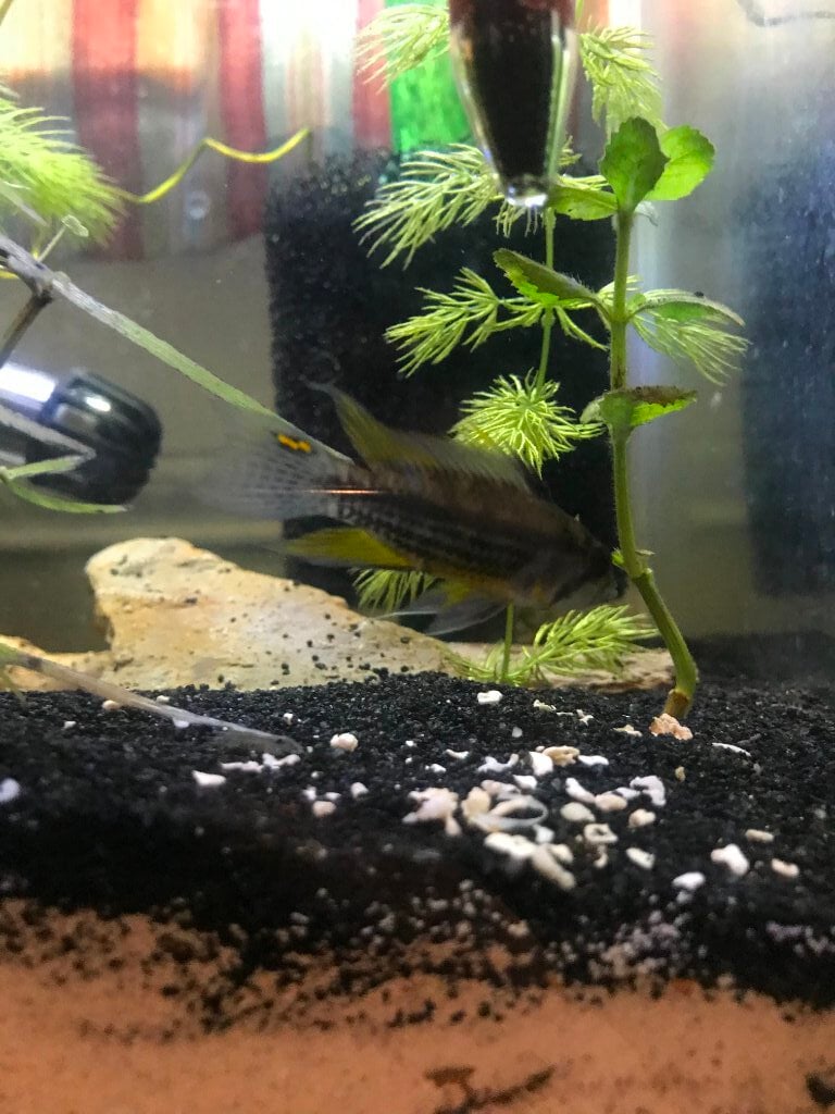Is this really a double red apisto cacatuoides? And help sexing ...