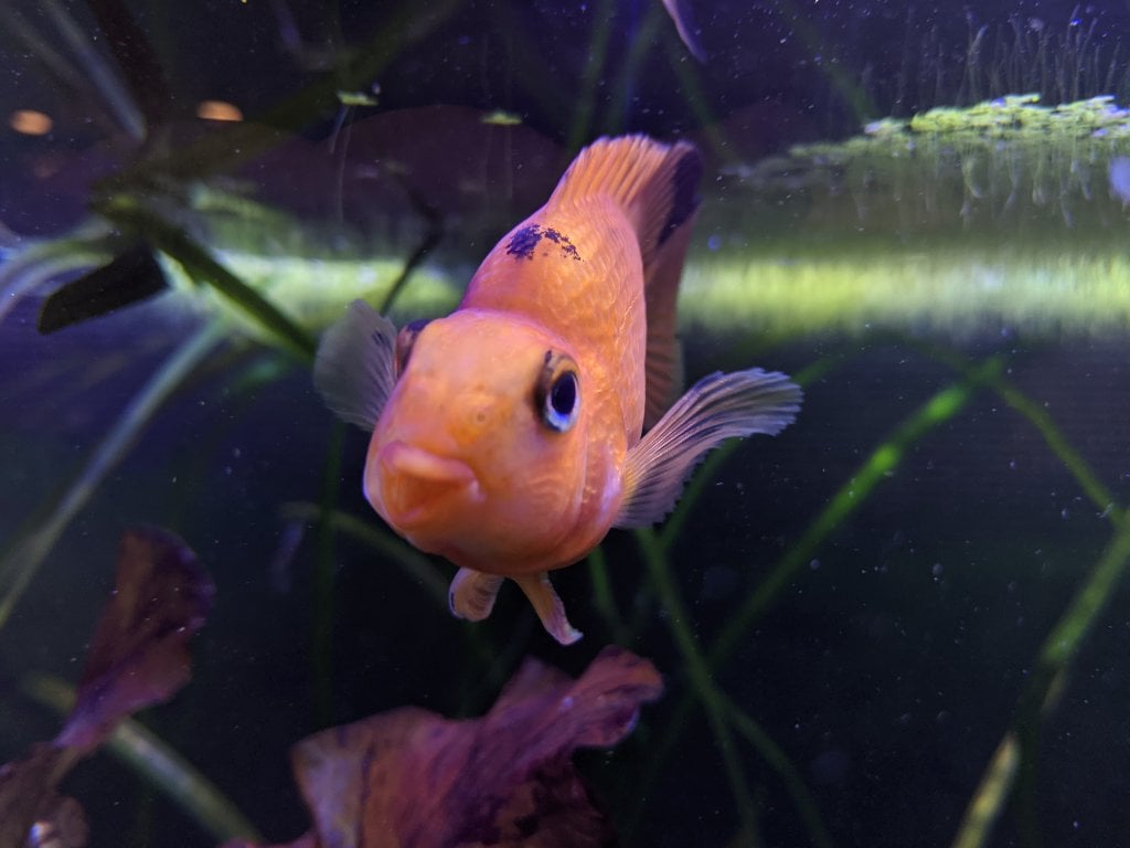 Tricky Fish - Photos, Videos & Journals - Aquarium Co-Op Forum