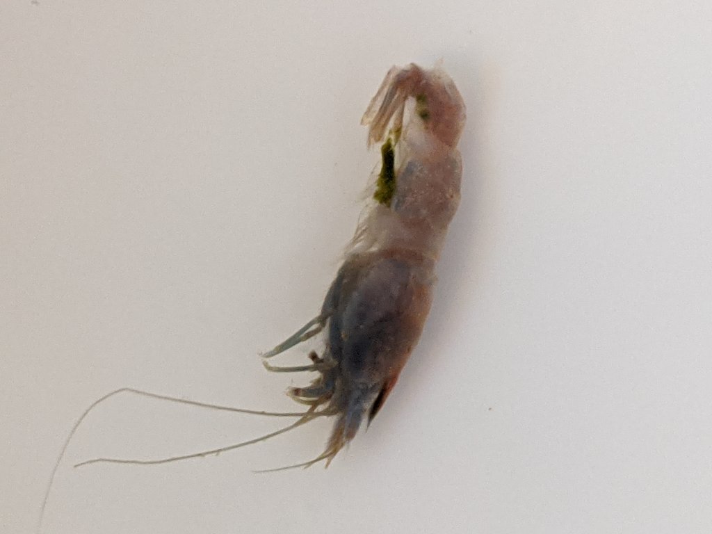 shrimp cause of death - Diseases - Aquarium Co-Op Forum