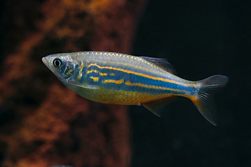 Try Giant Danios - Photos, Videos & Journals - Aquarium Co-Op Forum