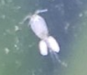 My first microfauna! - General Chat - Aquarium Co-Op Forum
