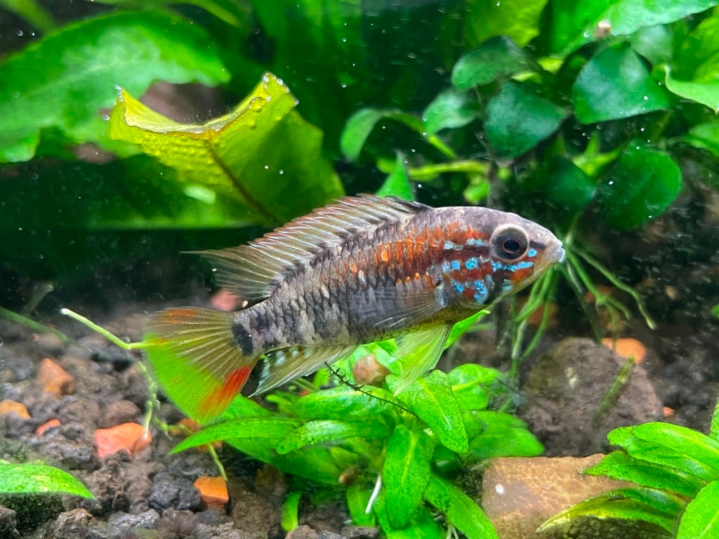 Do apistogramma mammas come out of their cave if they have eggs in it ...