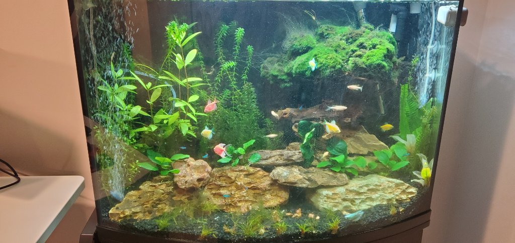 Mark Lederman - Aquarium Co-Op Forum