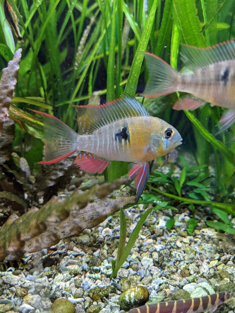 Fish that stop Robert in his tracks - Photos, Videos & Journals ...