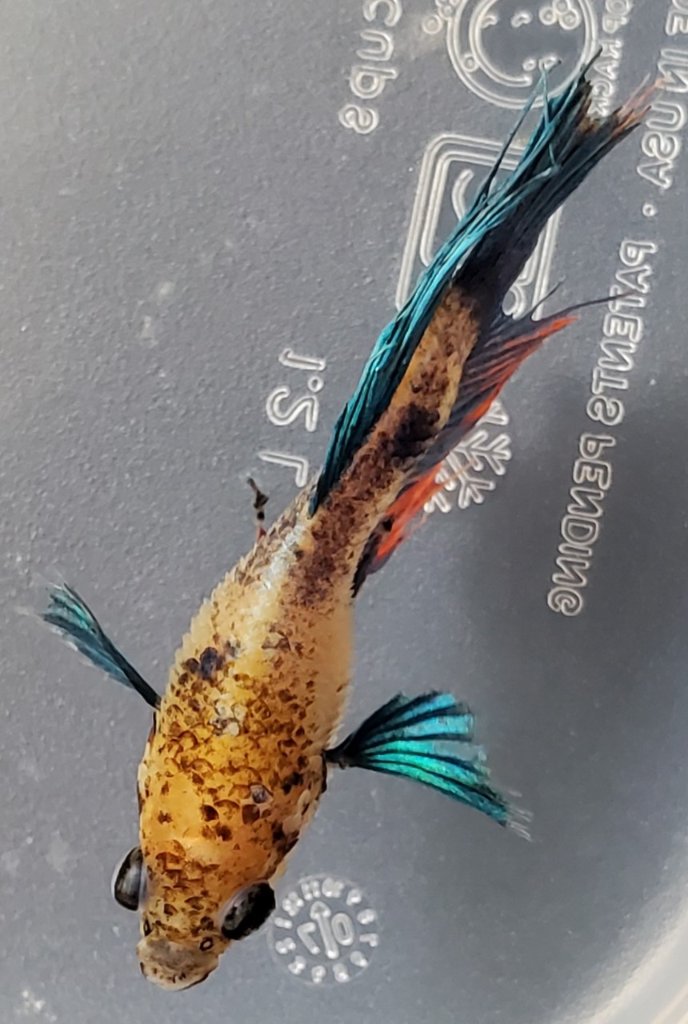 Betta Pineconing - is it too late? - Diseases - Aquarium Co-Op Forum