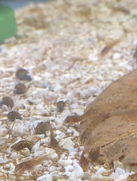 Orange Venezuelan Cory Fry! - Fish Breeding - Aquarium Co-Op Forum