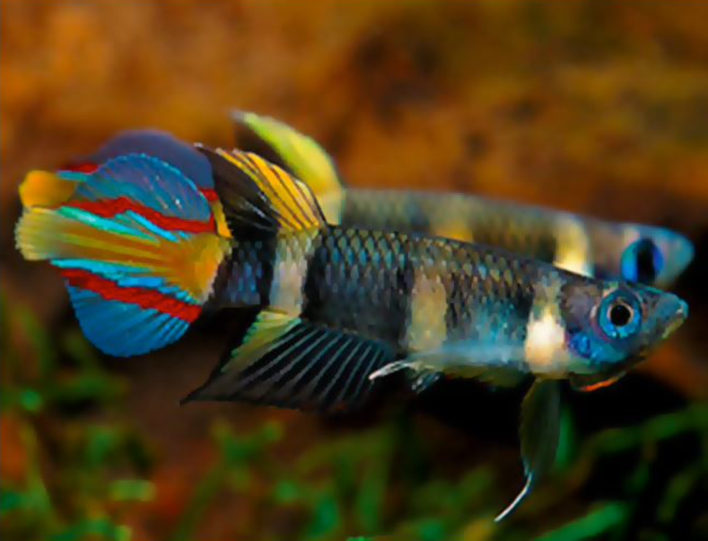 Apistos and Amanos - General Chat - Aquarium Co-Op Forum