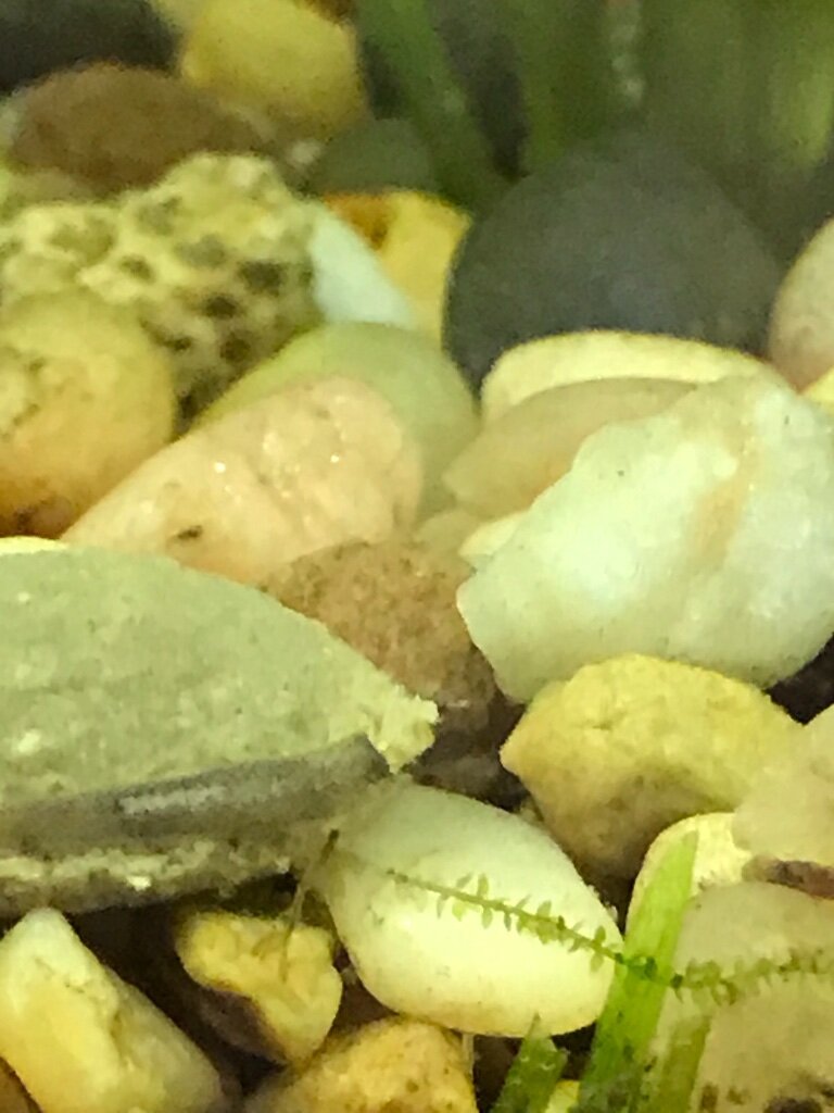 Yikes! What are these worms and should I be worried?. - General Chat ...
