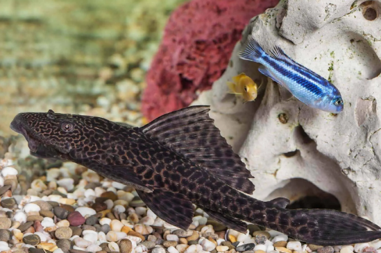 Tank busters - General Chat - Aquarium Co-Op Forum